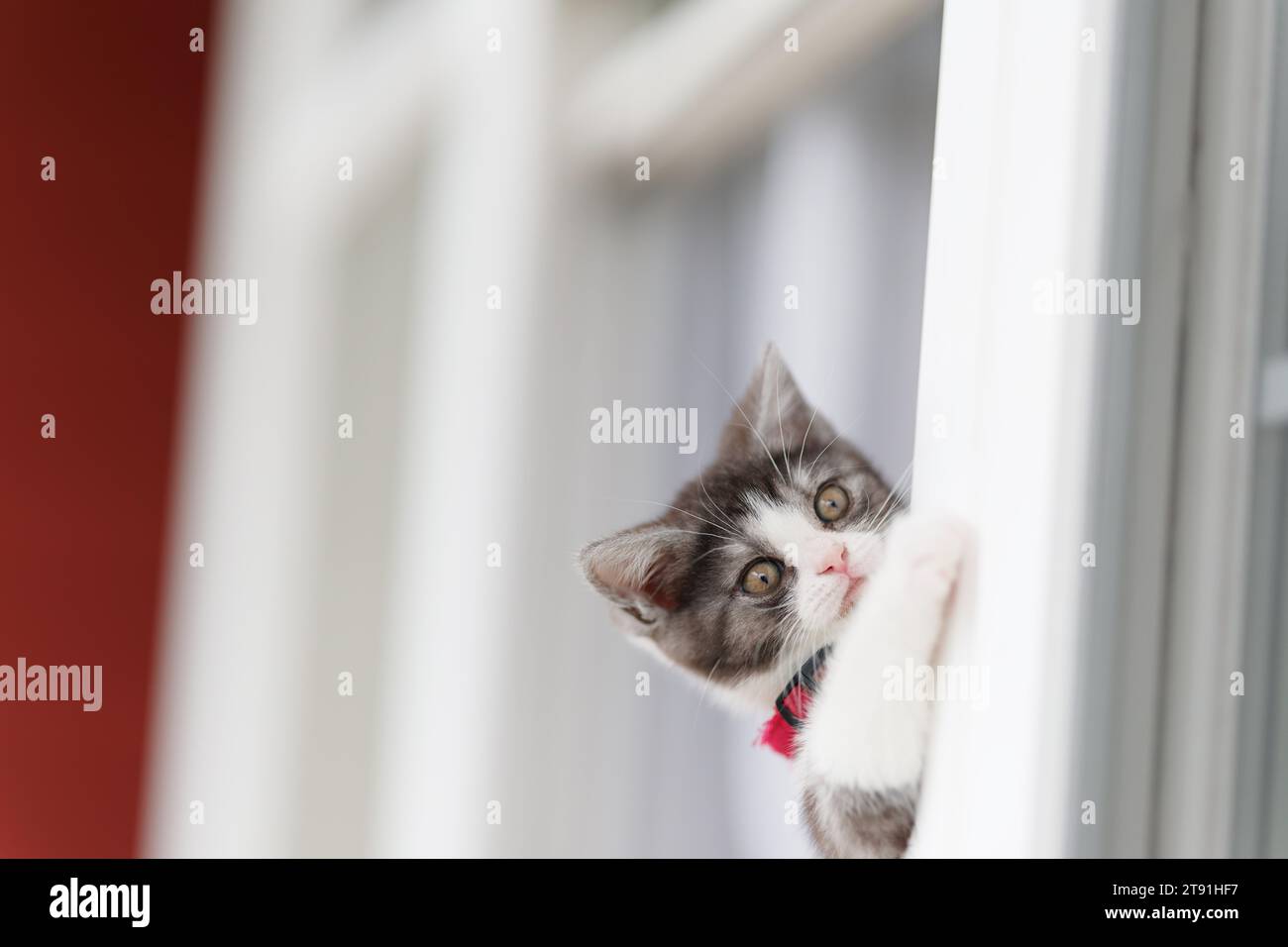 Animal image showing face hi-res stock photography and images - Alamy