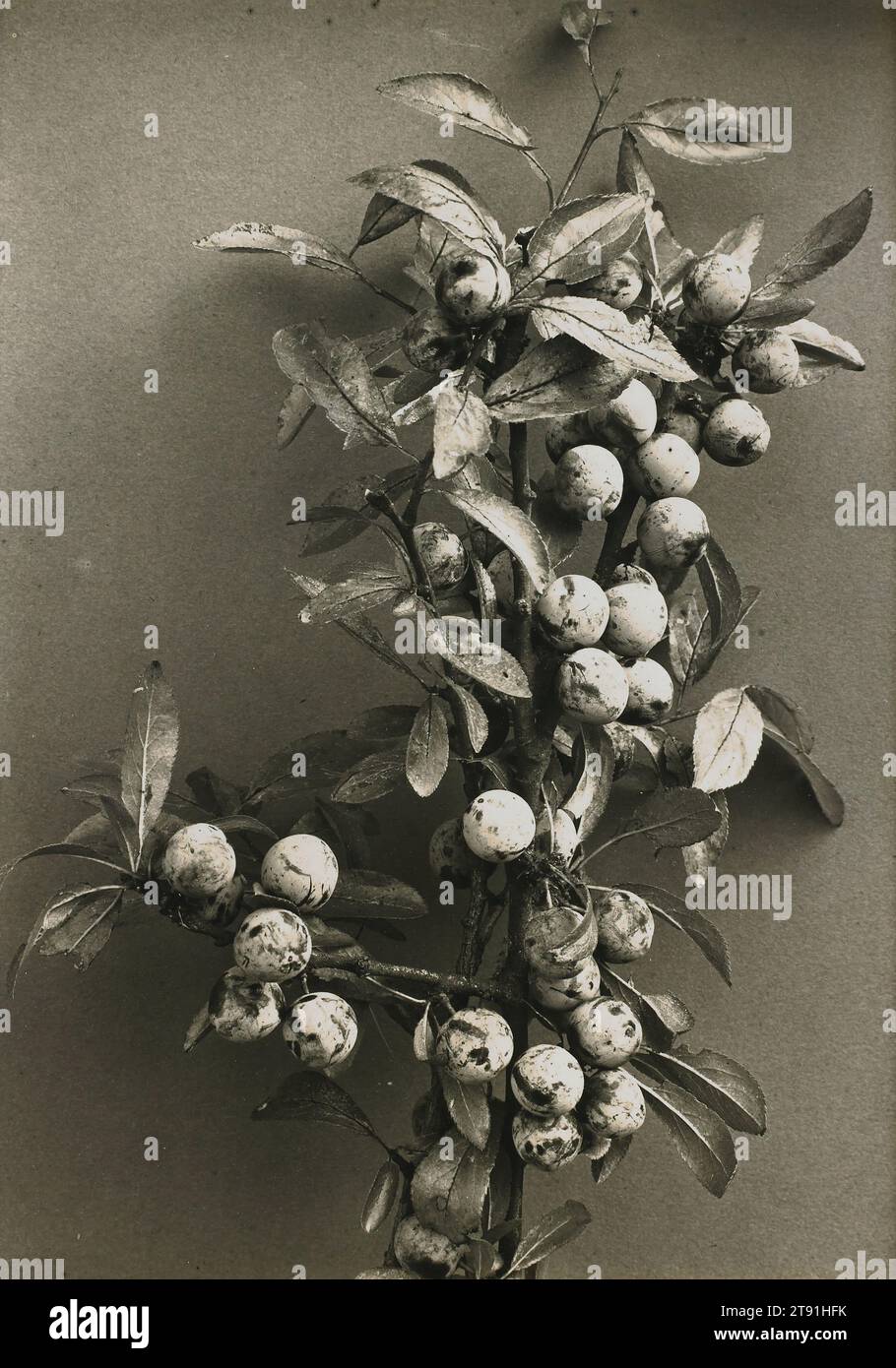 Sleedaarn Schlehe Fruchtzweig, 19th-20th century, Richard Tepe, Dutch ...