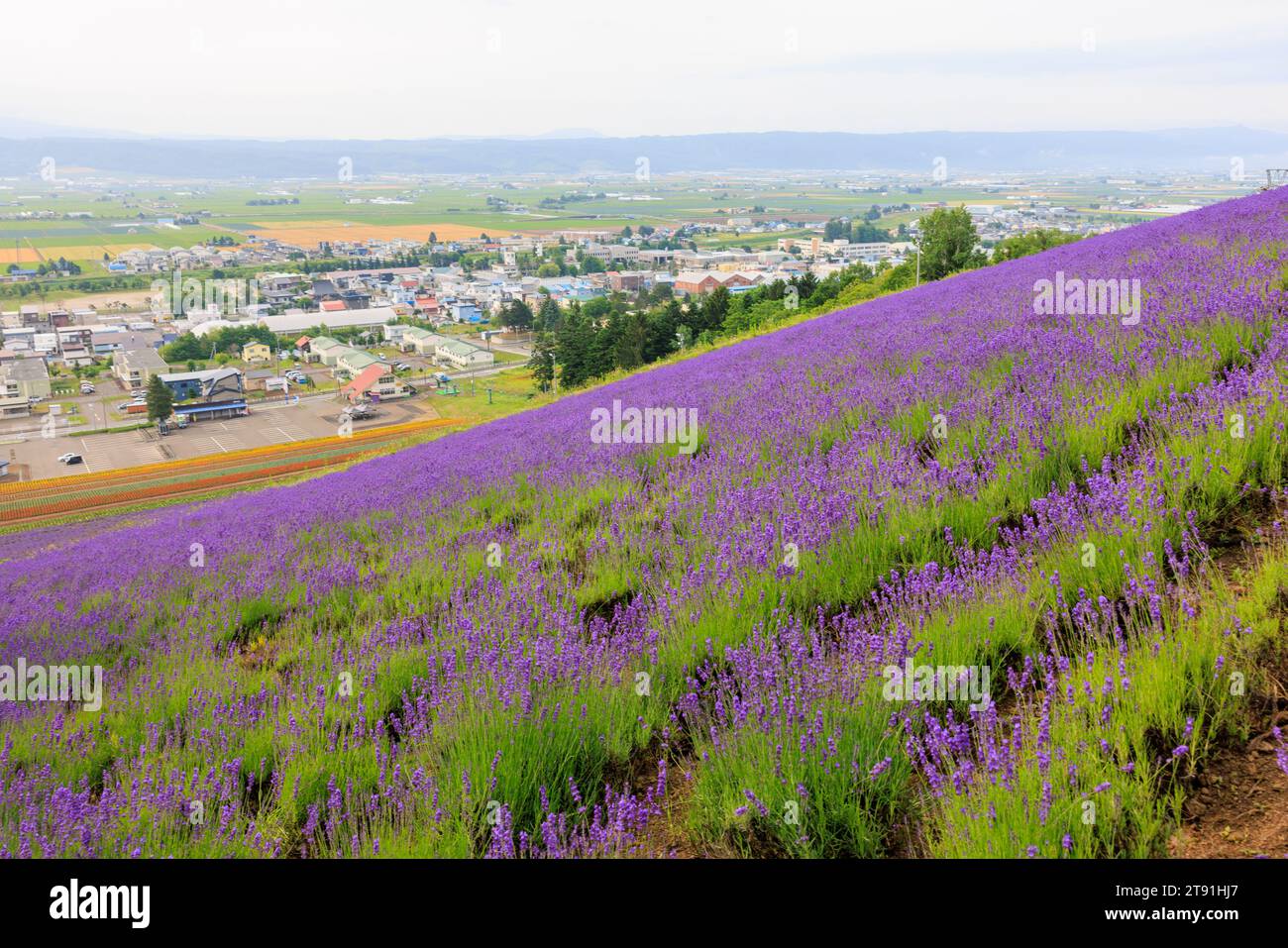 Lavender Field and Kamifurano Town, Hokkaido, Japan Stock Photo - Alamy