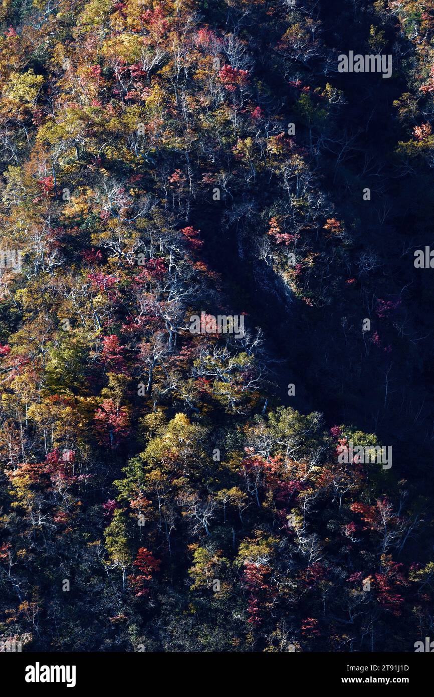 Mountain Covered with Autumn Leaves Stock Photo - Alamy