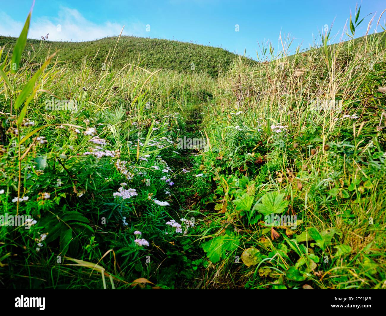 Landscape in Rebun Island, Hokkaido, Japan Stock Photo - Alamy