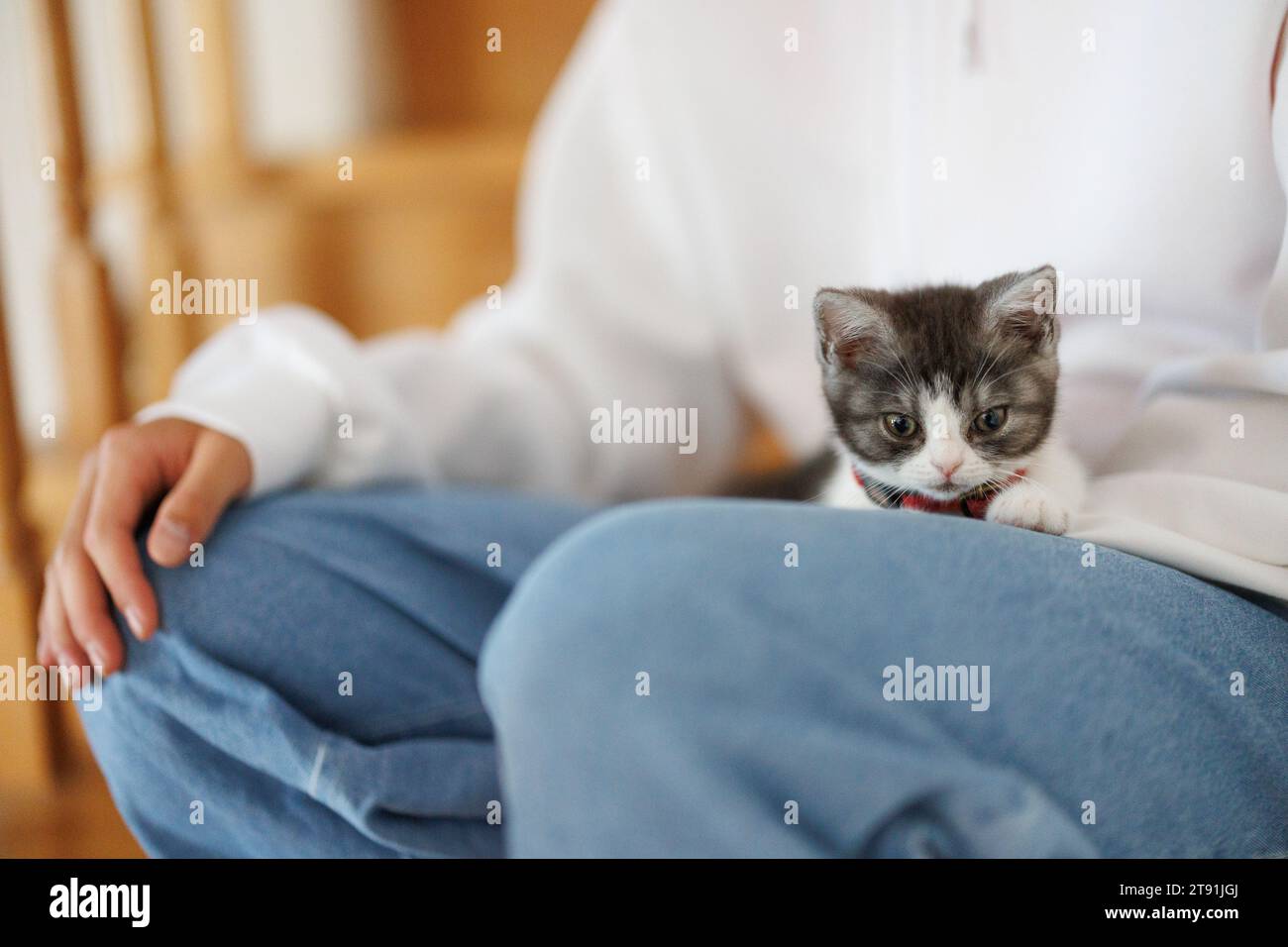 Kitten and Owner Stock Photo - Alamy
