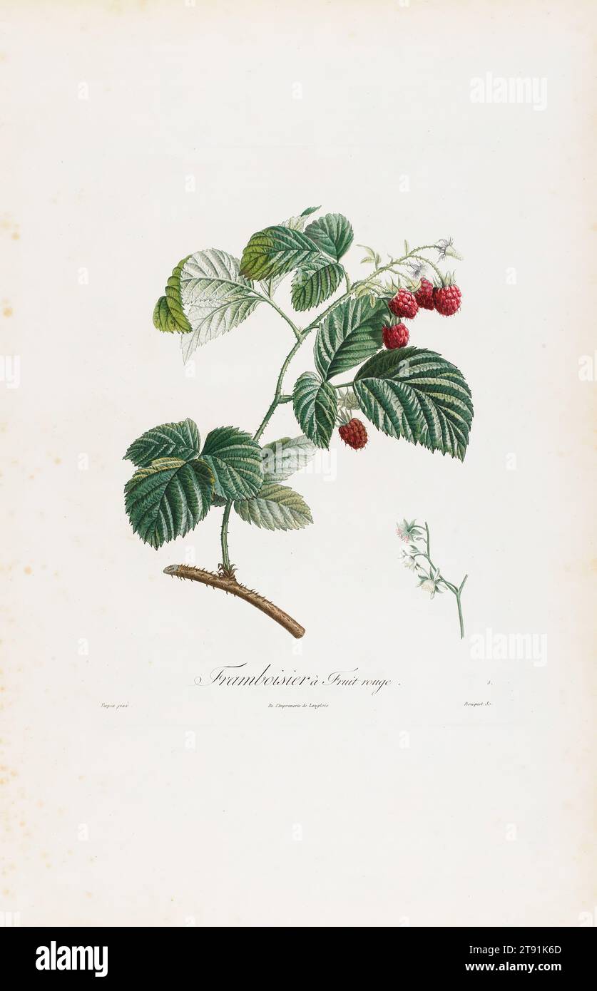 Framboisier a fruit rouge hi-res stock photography and images - Alamy