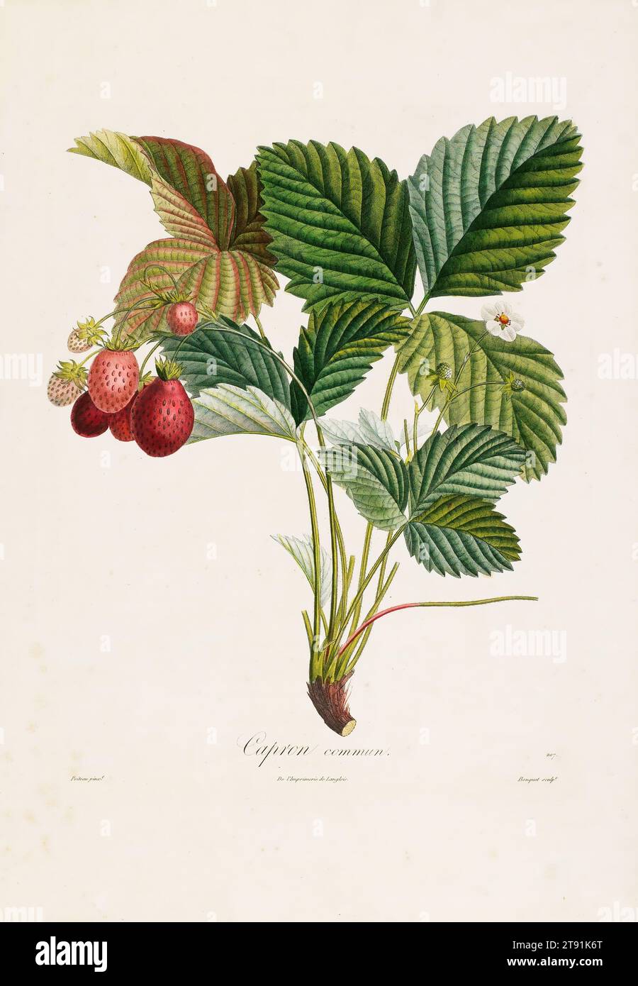 Traite des arbres fruitiers hi-res stock photography and images - Alamy