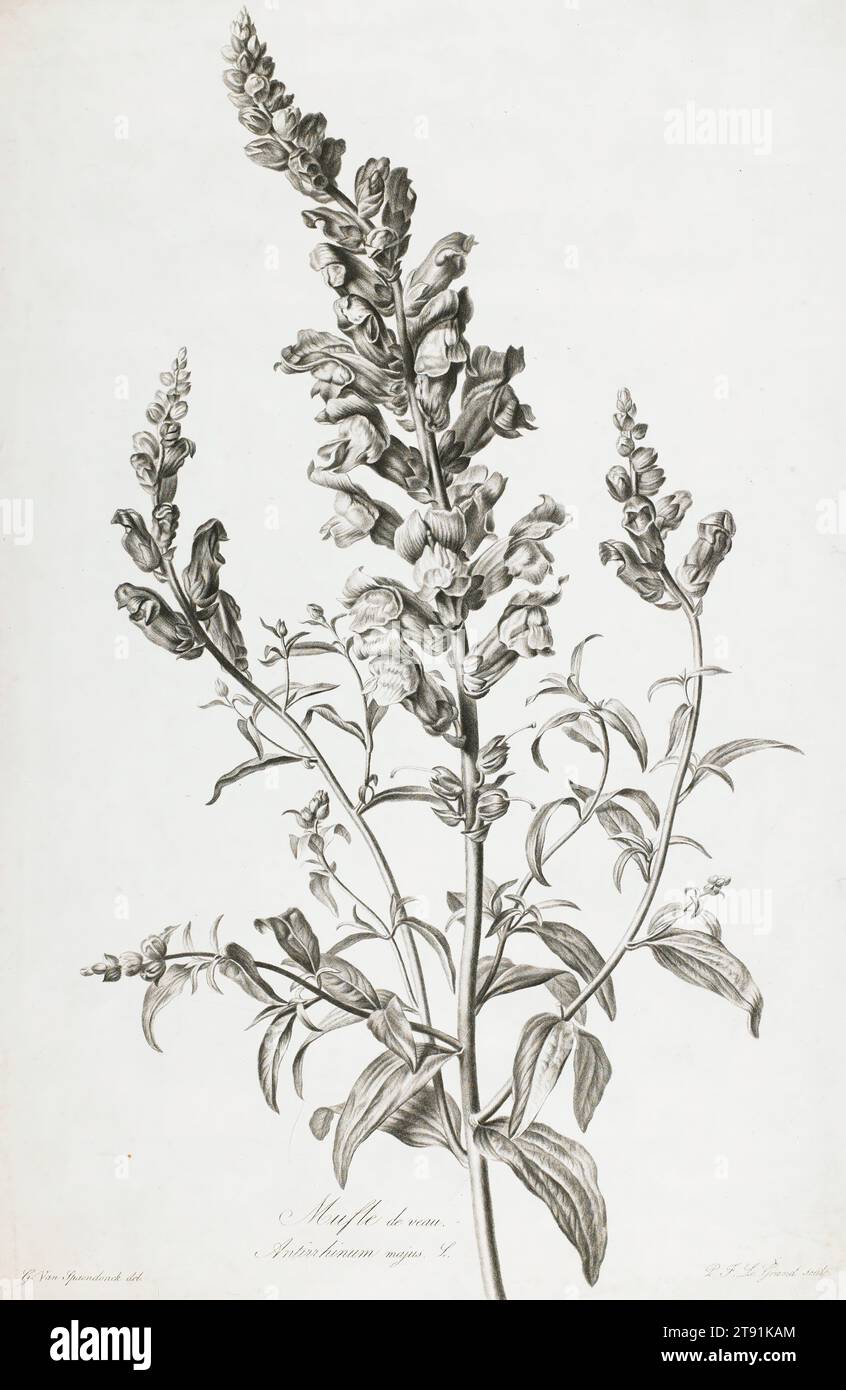 Fleurs dessinees dapres nature hi-res stock photography and images - Alamy