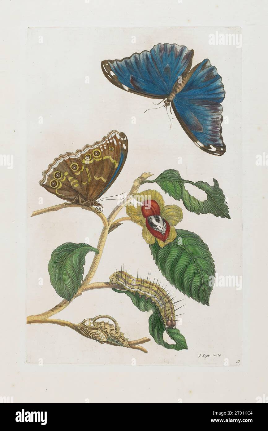 Species merian described hi-res stock photography and images - Alamy