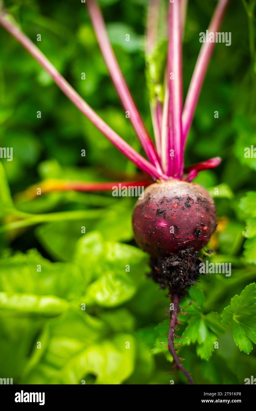 harvesting a beetroot in a home vegetable garden on a farm in australia ...