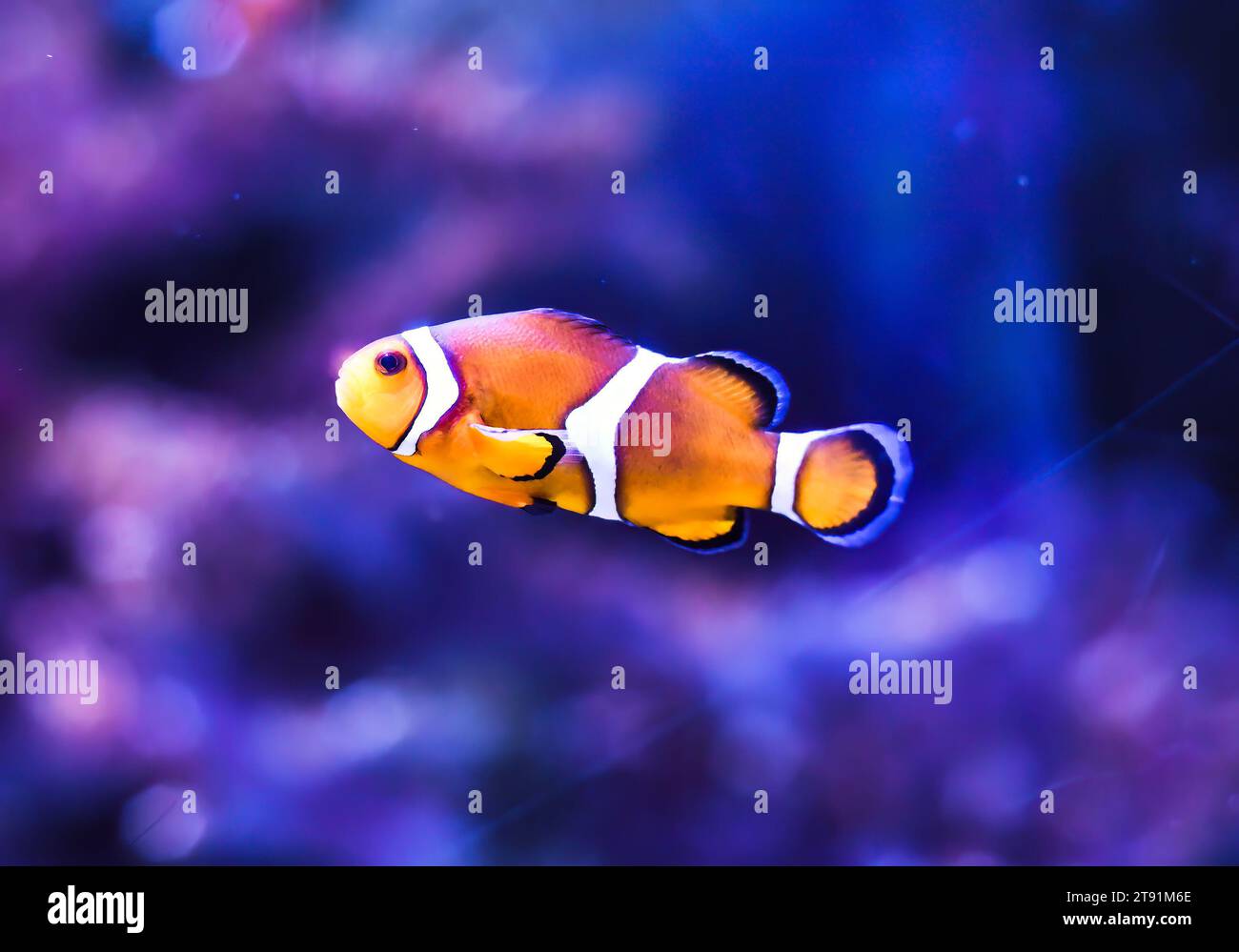 Nemo fish clown in hi-res stock photography and images - Alamy