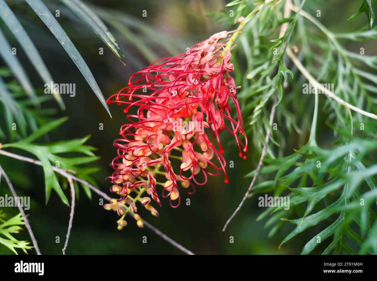 Grevillea Mason's Hybrid also named as Kentlyn and Ned Kelly close up ...