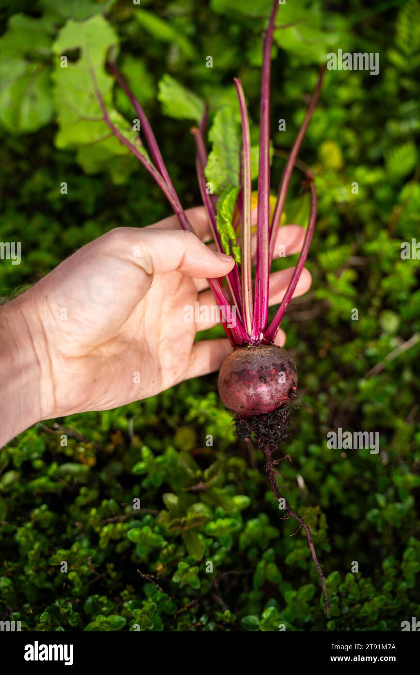 harvesting a beetroot in a home vegetable garden on a farm in australia ...