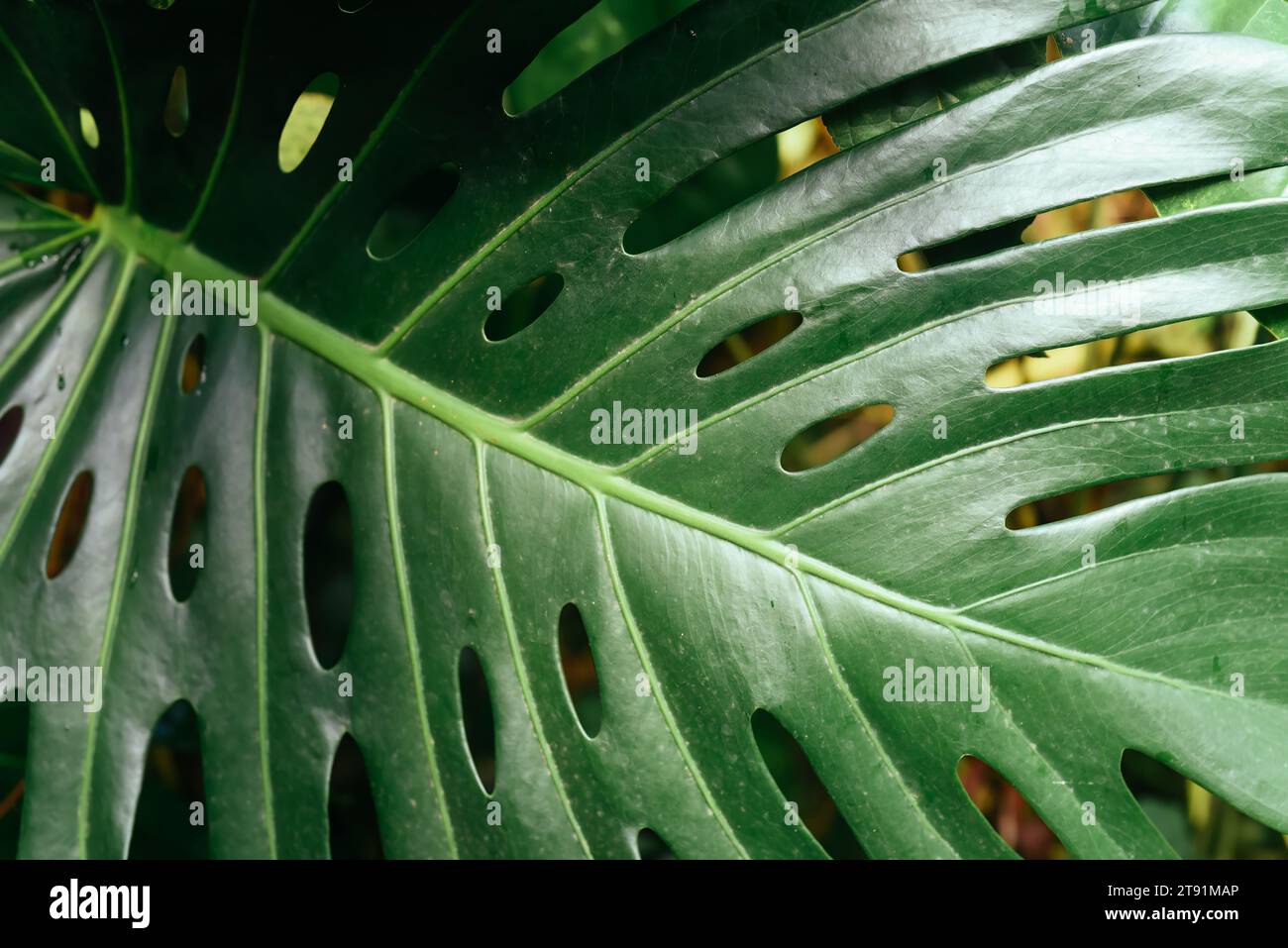 Cold green color of palm leaf for background Stock Photo - Alamy
