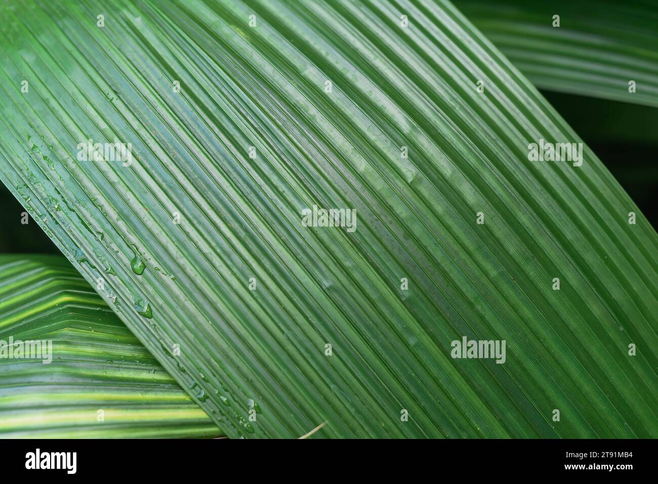 Cold green color of palm leaf for background Stock Photo - Alamy
