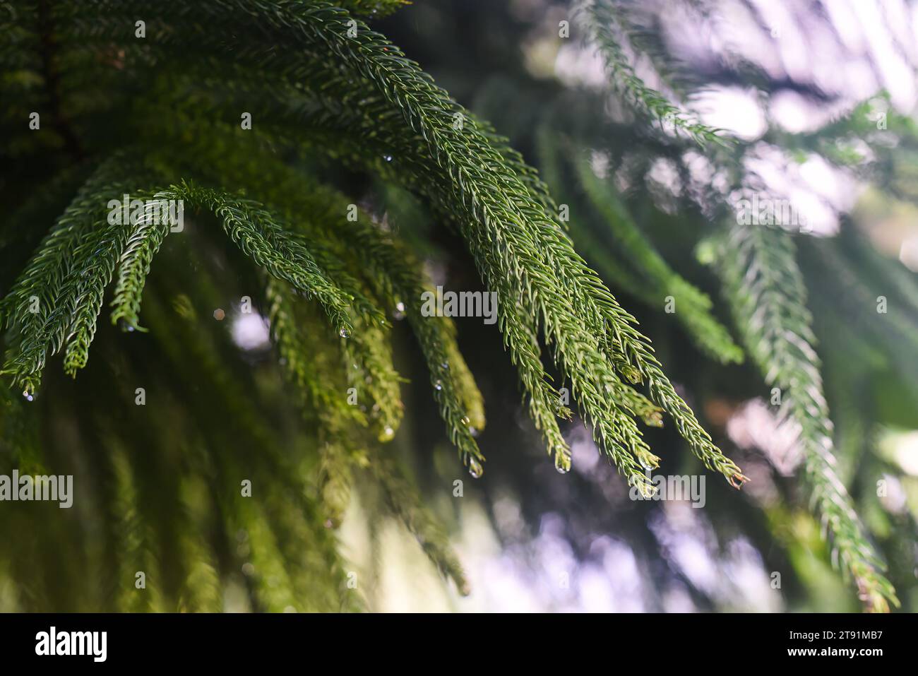 Araucaria columnaris or coral reef araucaria, Cook pine close up Stock ...