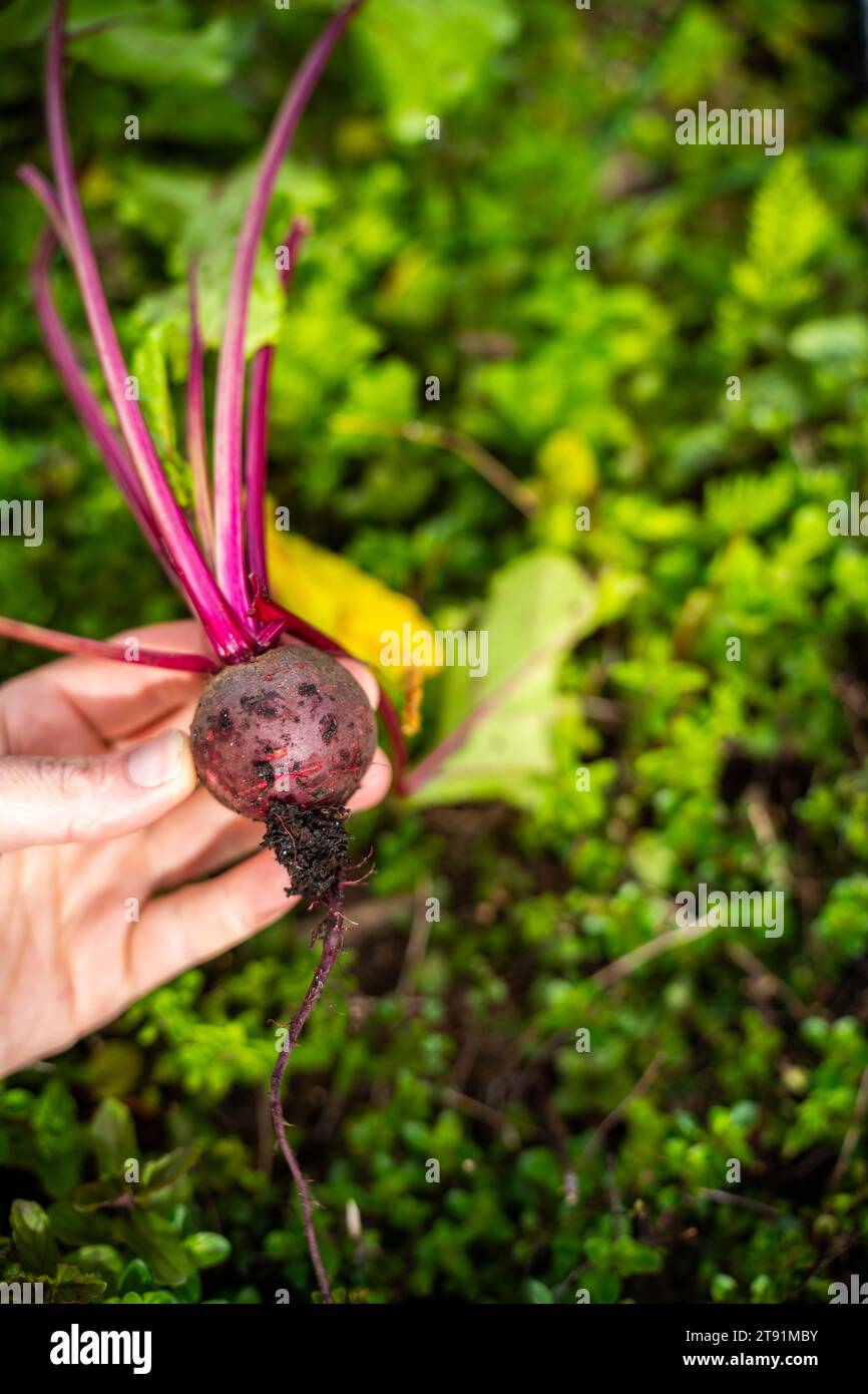 harvesting a beetroot in a home vegetable garden on a farm in australia ...