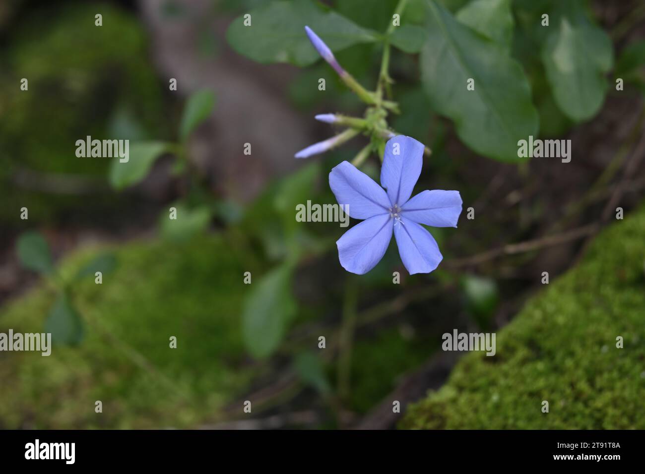 A pale blue color flower of a blue plumbago (Plumbago Auriculata) is ...