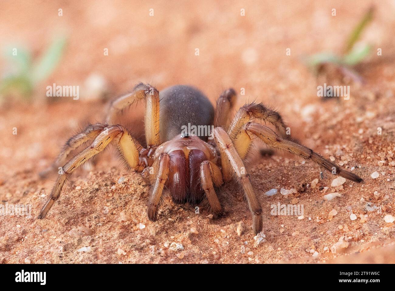 Australian Open-hole Trapdoor Spider, Anamidae Stock Photo - Alamy