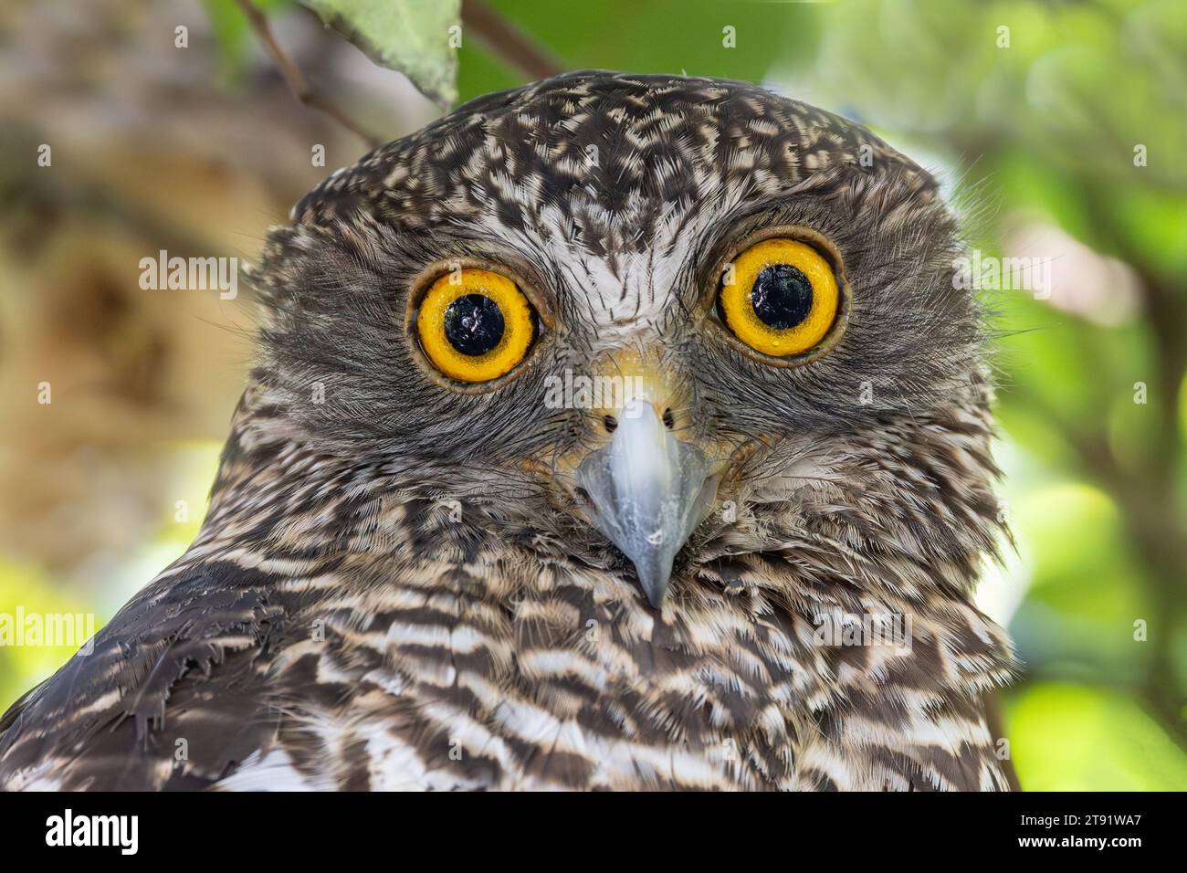 Australian Powerful owl roosting by day in forest canopy Stock Photo ...