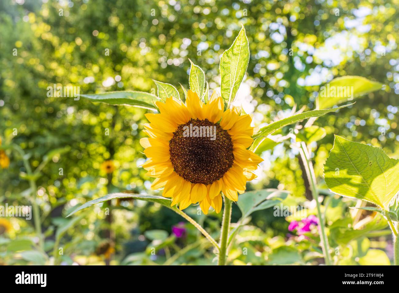 Setting sun over field of blooming sunflowers. Bright photo of ...