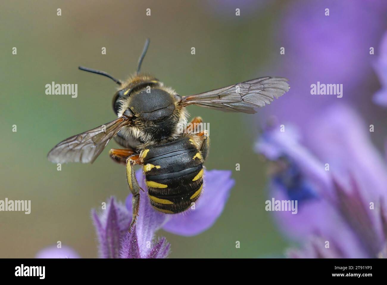 Natural dorsal closeup on a female European common woolcarder bee ...
