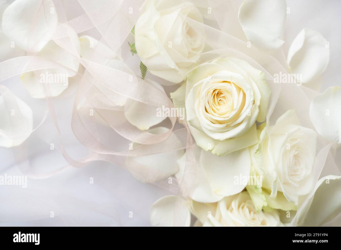 Large lace rose hi-res stock photography and images - Alamy