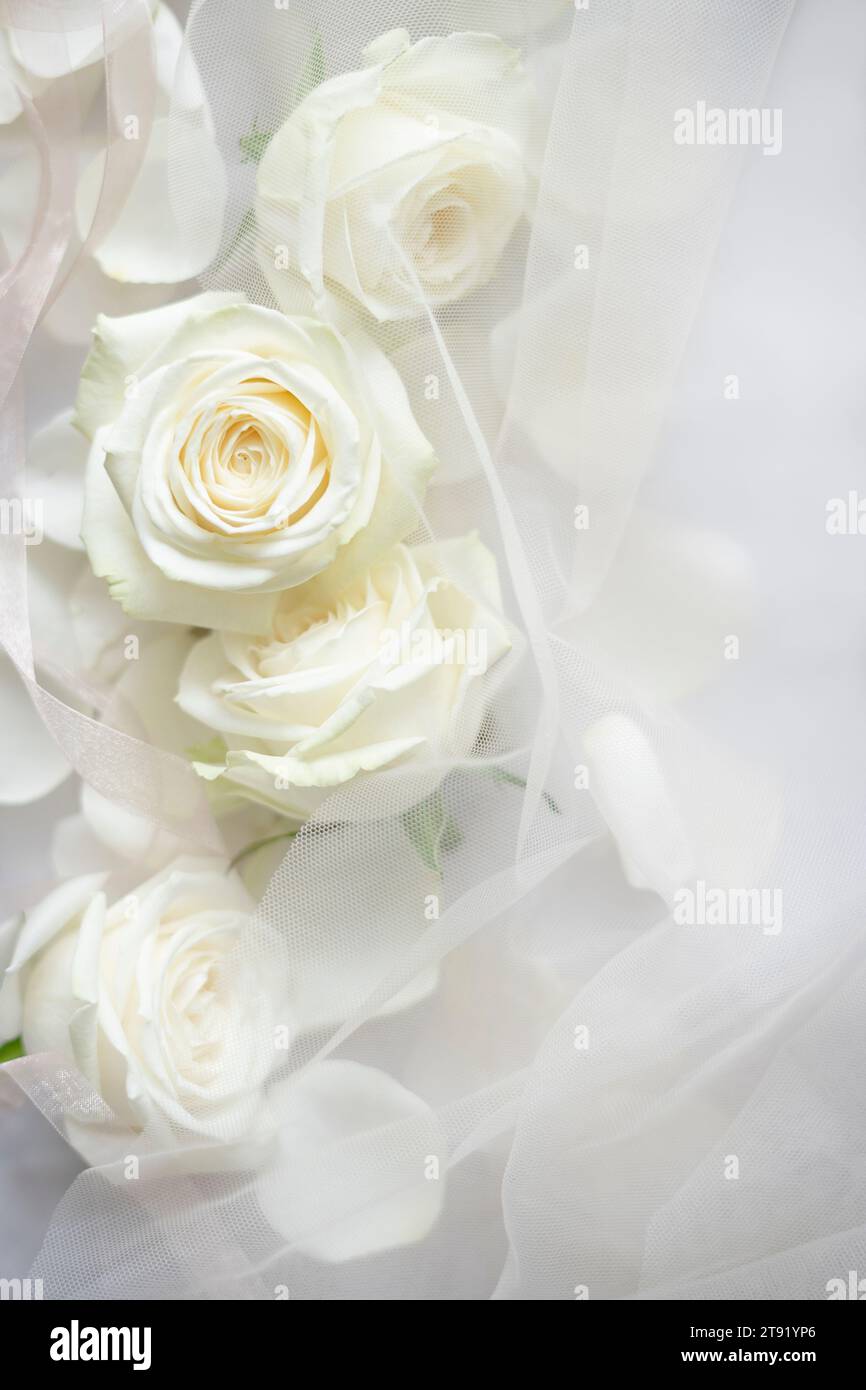 Large lace rose hi-res stock photography and images - Alamy