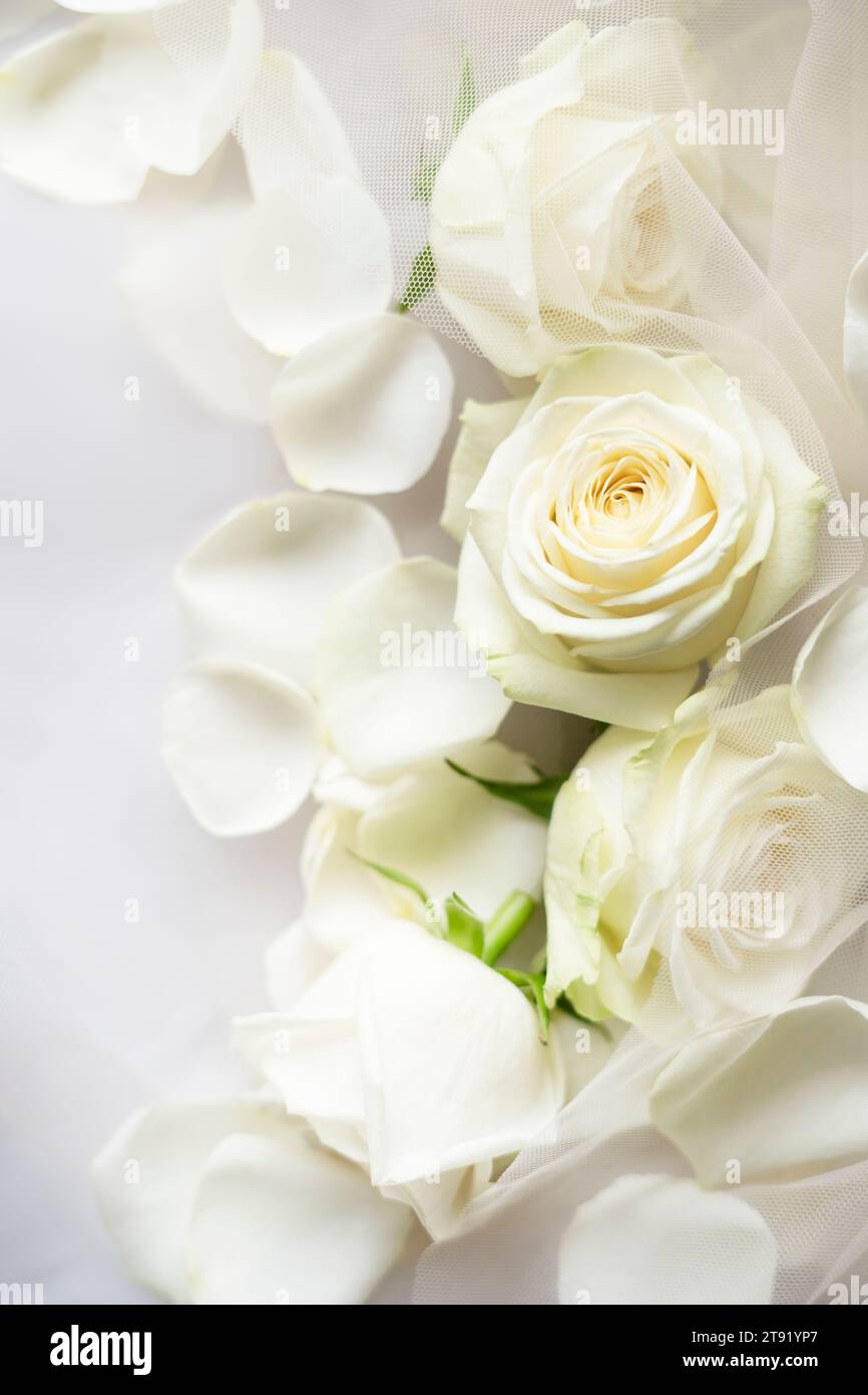 Large lace rose hi-res stock photography and images - Alamy