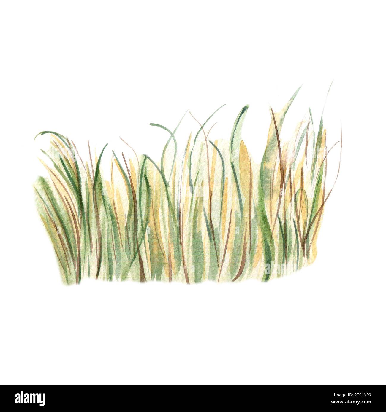 Field of wheat landscape watercolor illustration isolated on white ...