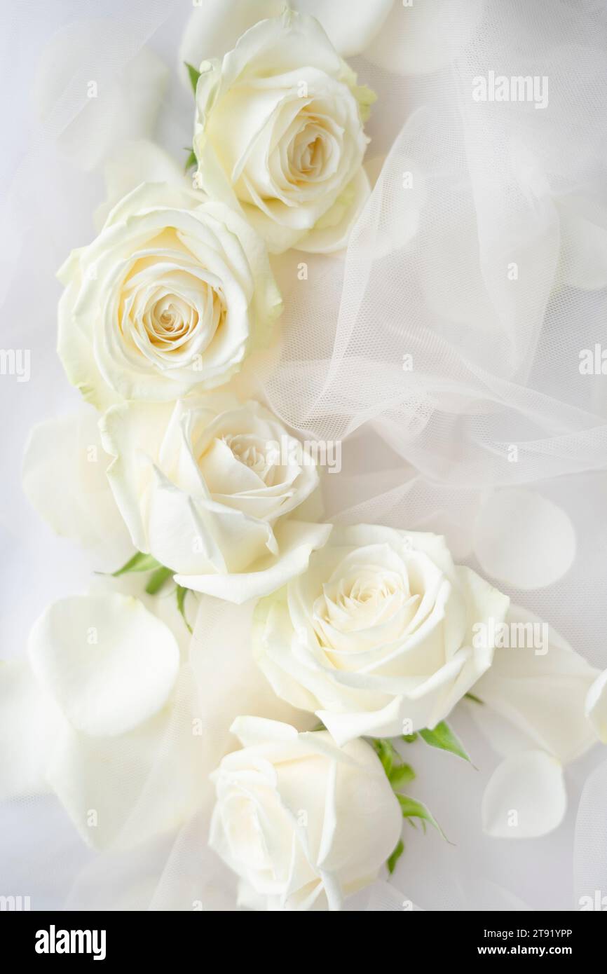 Tulle lace hi-res stock photography and images - Alamy