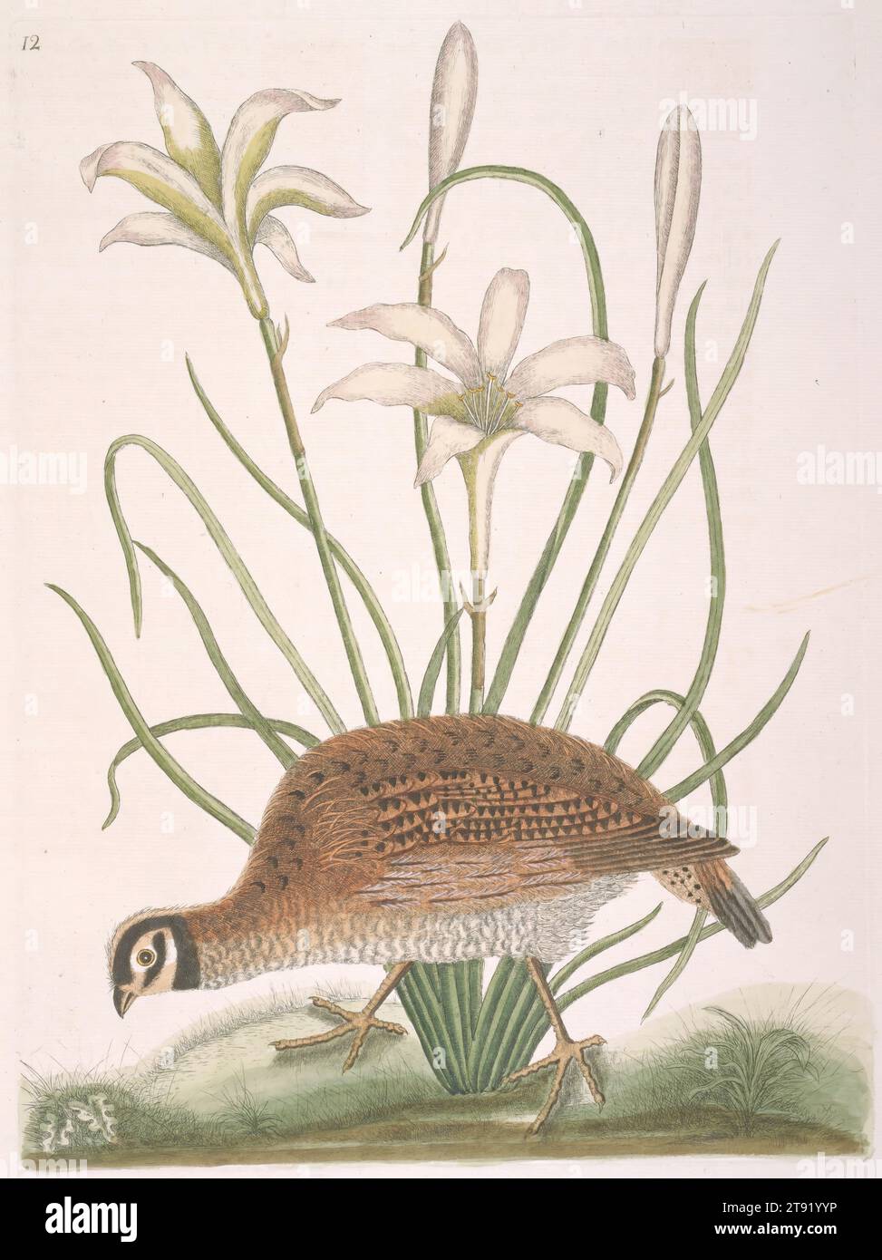 American partidge hi-res stock photography and images - Alamy