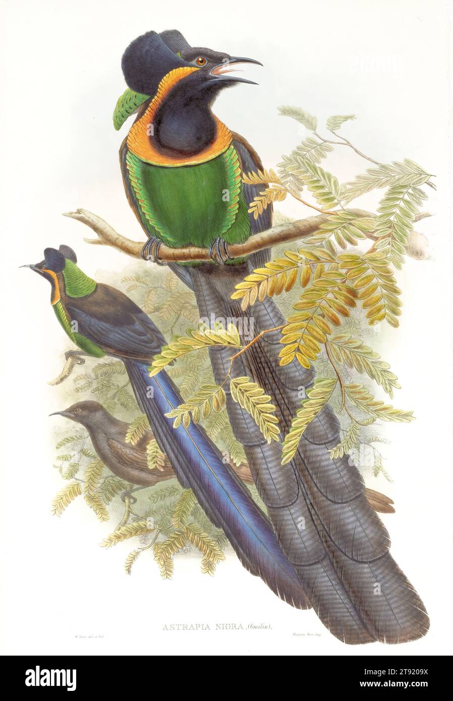 Plate 17, Vol. I. Astrapia Nigra. (Gmelin)., 1875-1888, William Matthew ...