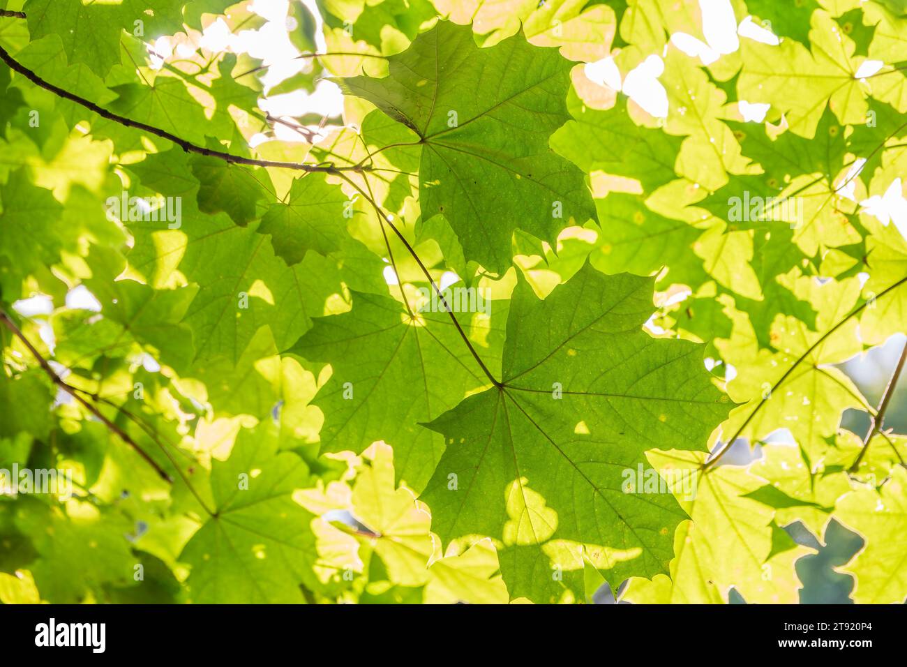 Summer branches of maple tree with fresh green leaves. Summer ...