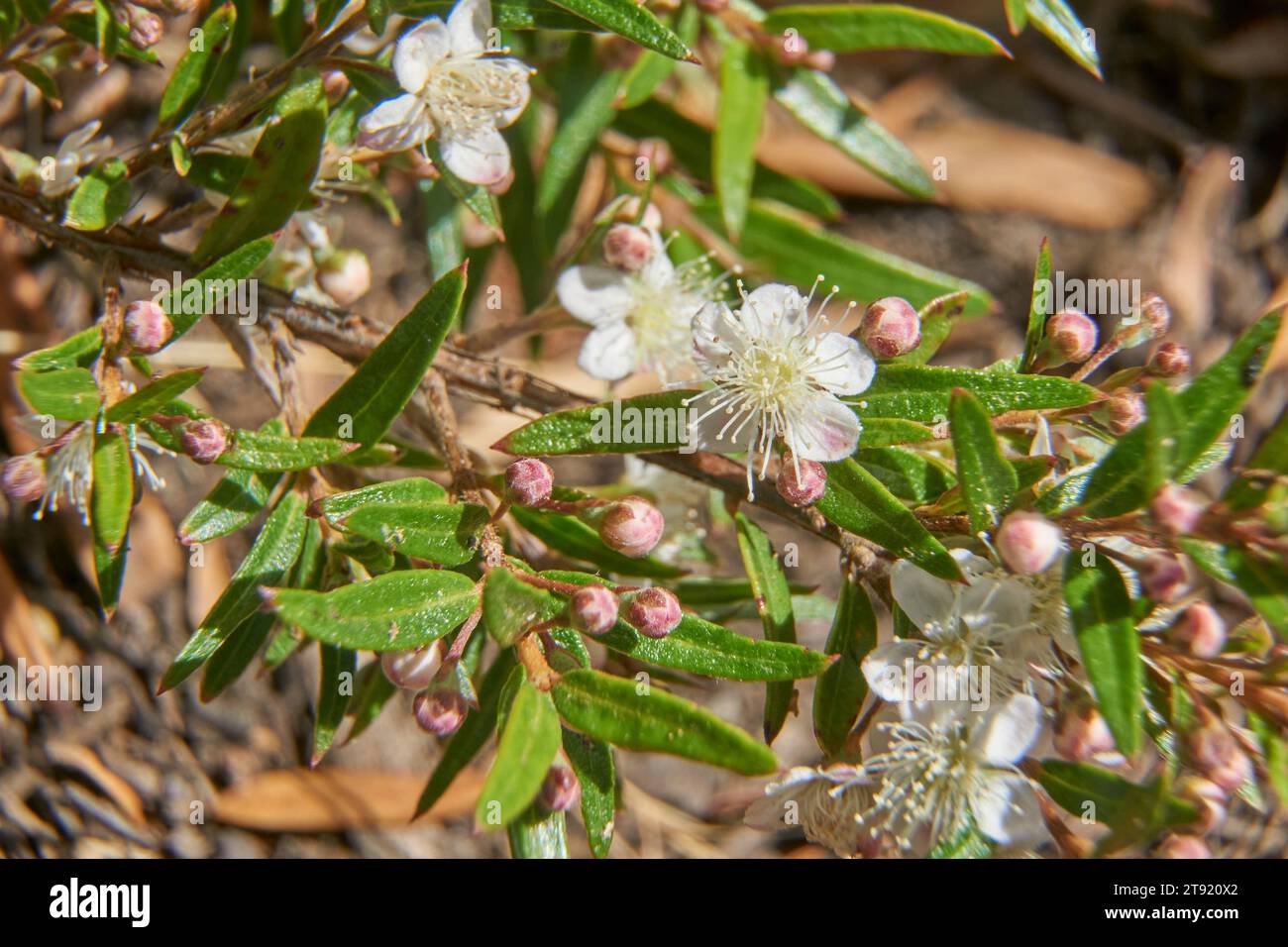 Austromyrtus hi-res stock photography and images - Alamy