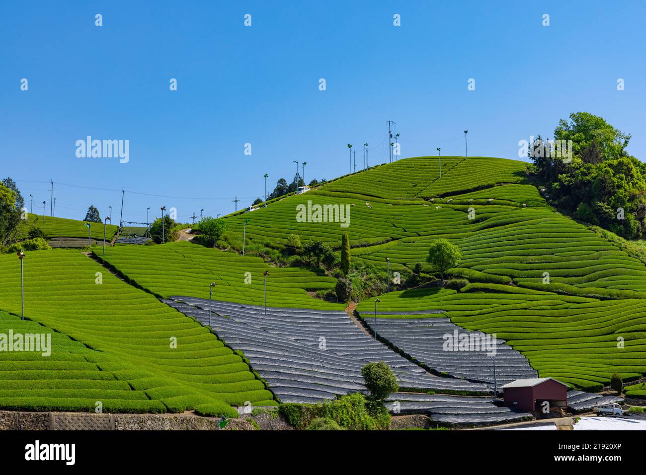 Kabuse tea hi-res stock photography and images - Alamy