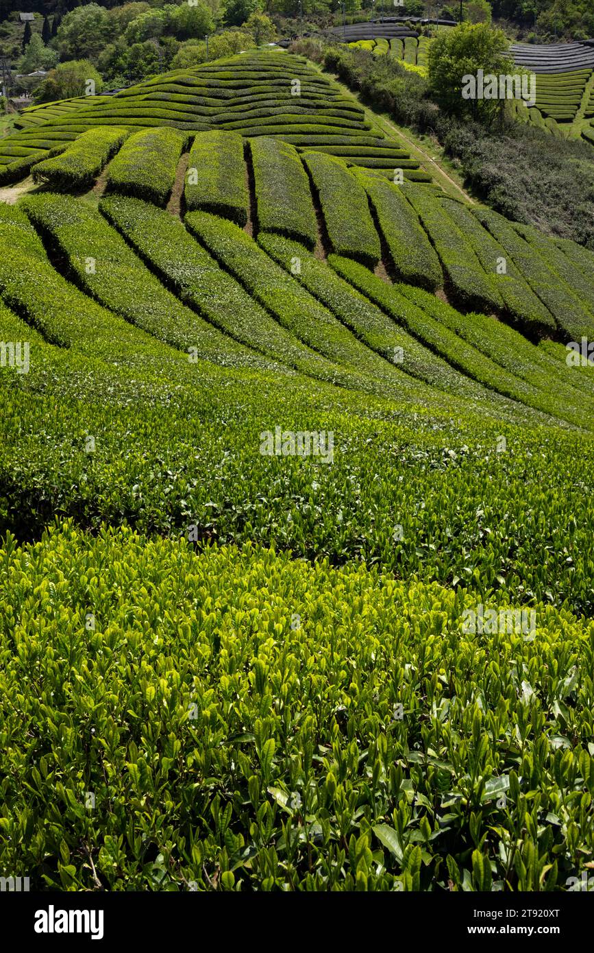 Sprout and tea plantation Stock Photo - Alamy