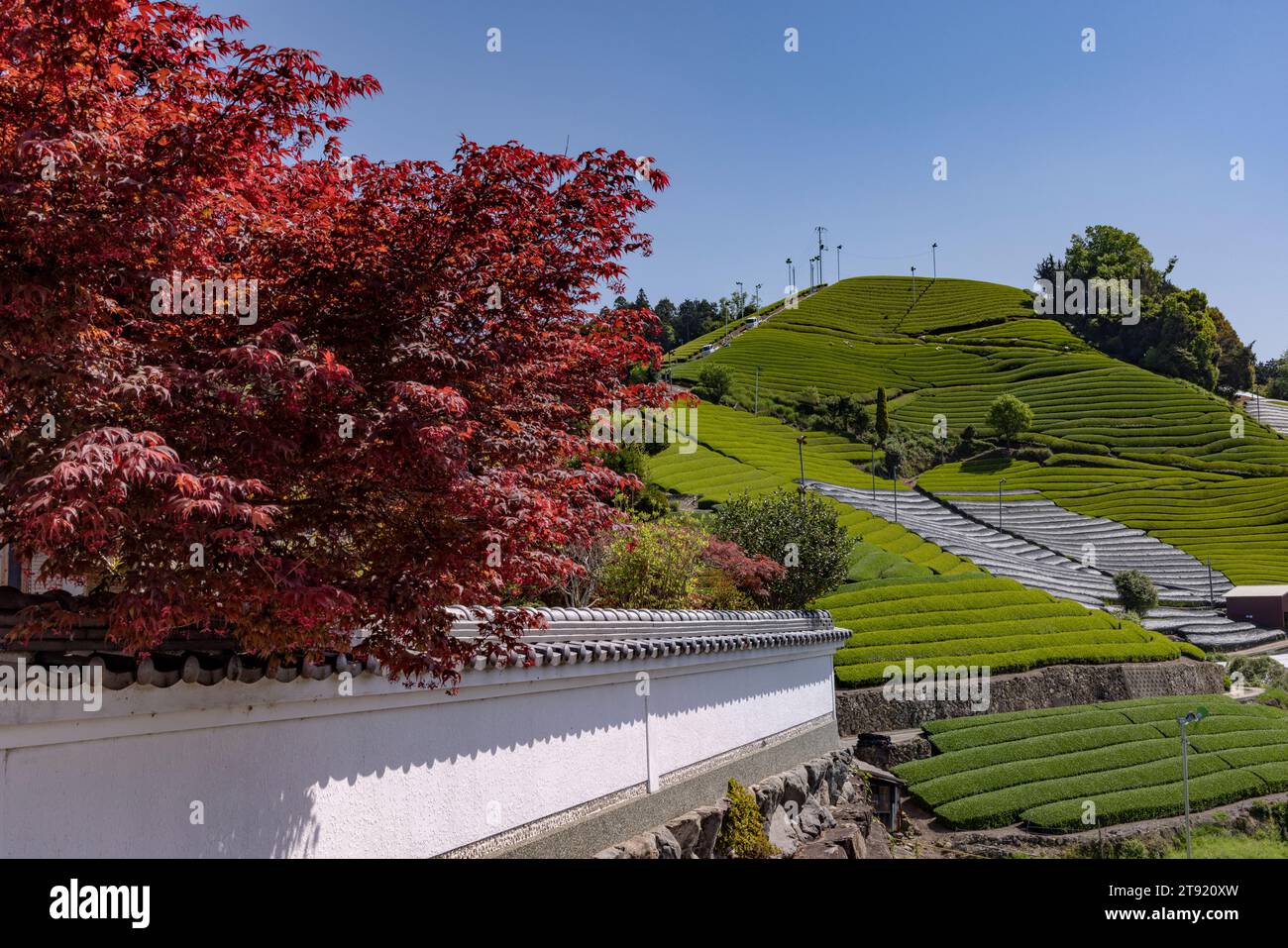 Kabuse tea hi-res stock photography and images - Alamy