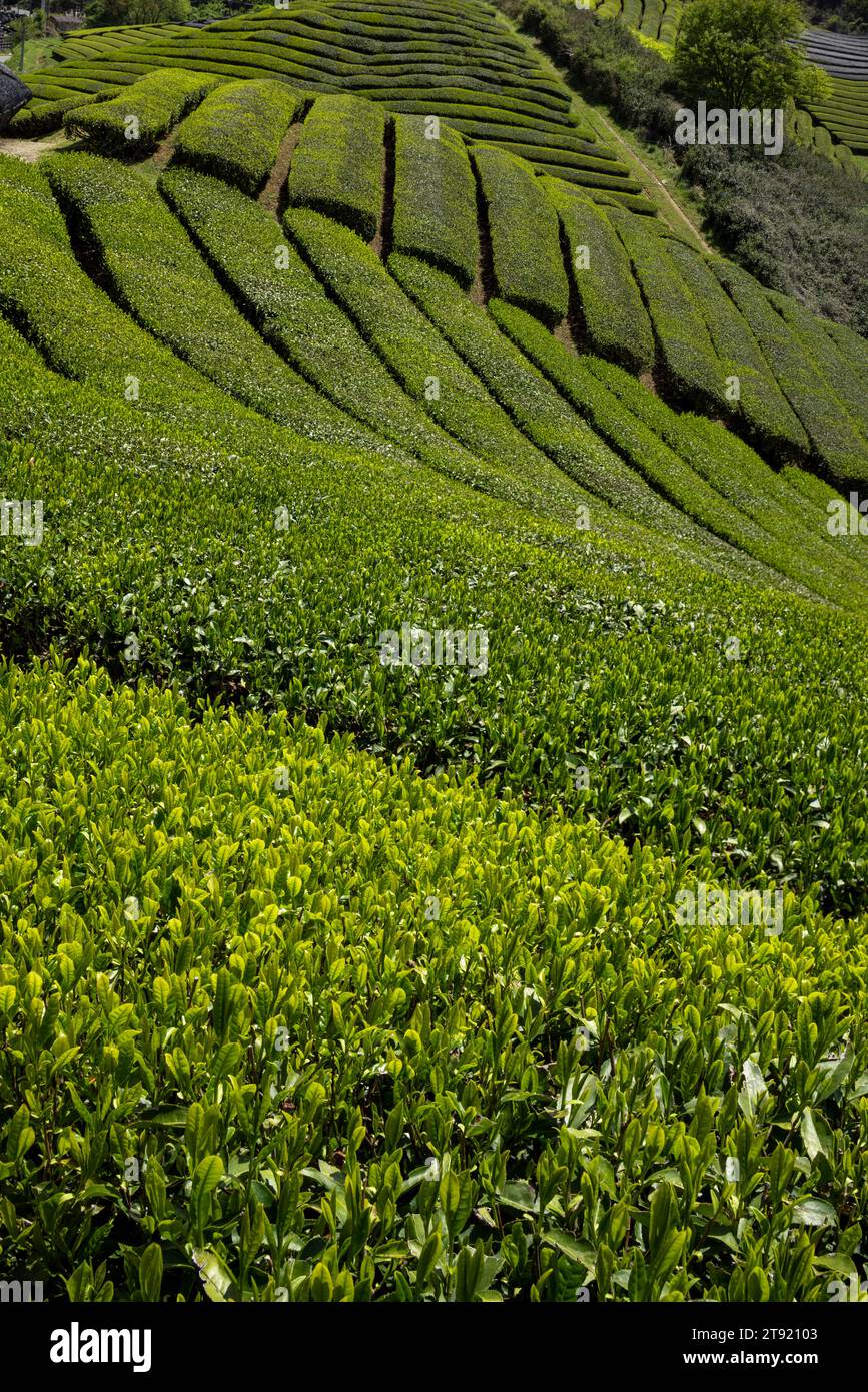 Sprout and tea plantation Stock Photo - Alamy