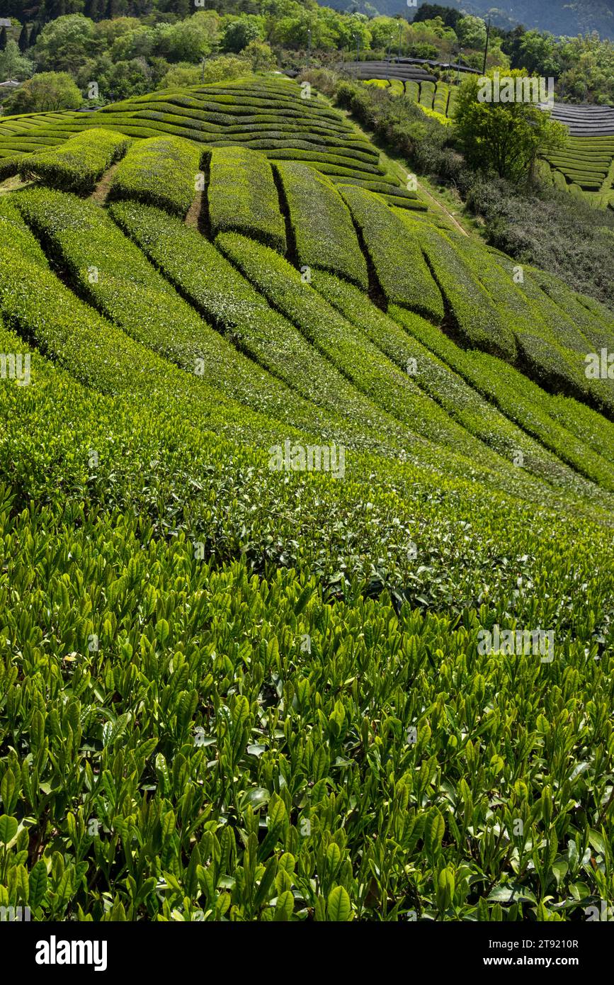 Sprout and tea plantation Stock Photo - Alamy