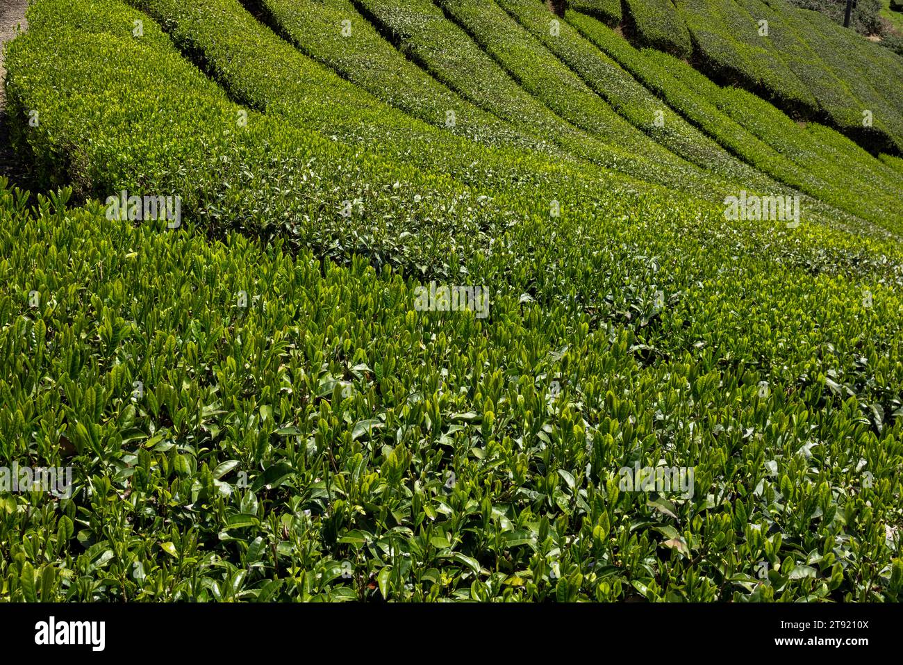 Sprout and tea plantation Stock Photo - Alamy