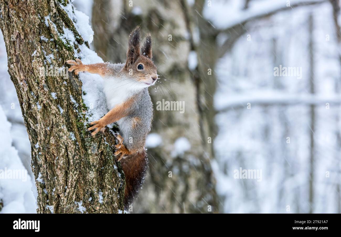 Beautiful eurasian red squirrel hi-res stock photography and images - Alamy