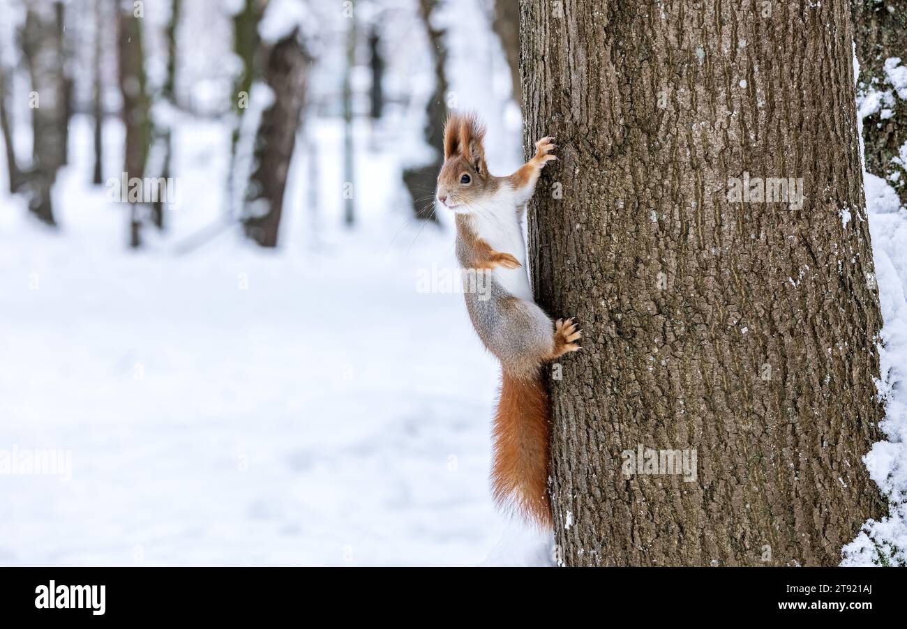 Beautiful eurasian red squirrel hi-res stock photography and images - Alamy