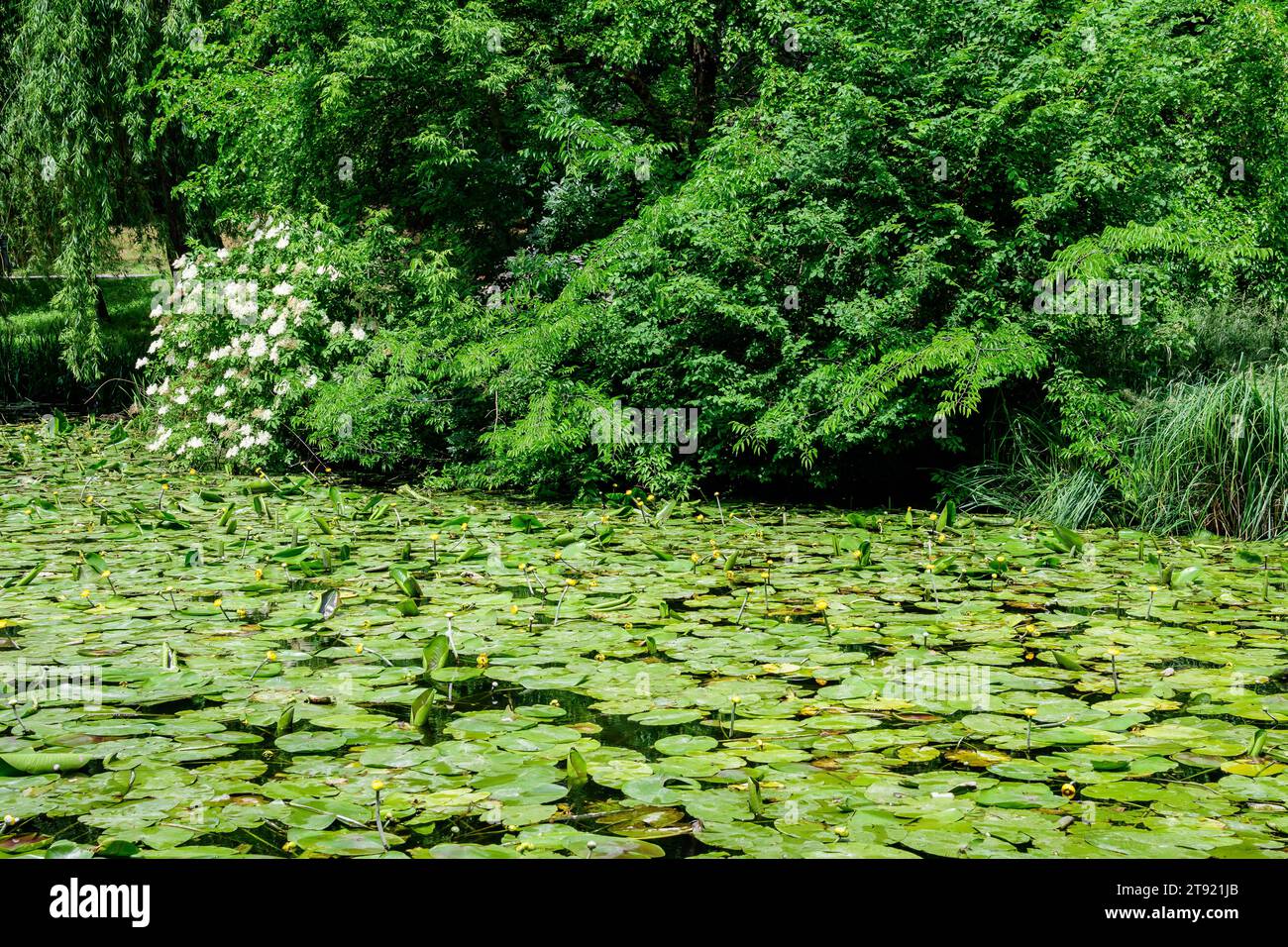 Vivid landscape in Nicolae Romaescu park from Craiova in Dolj county ...