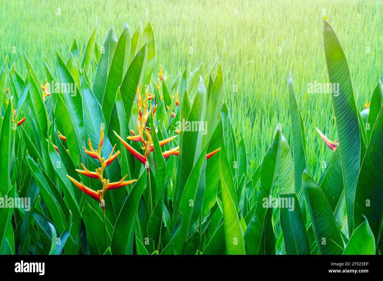 A parrots beak heliconia (heliconia psittacorum). Heliconia psittacorum ...