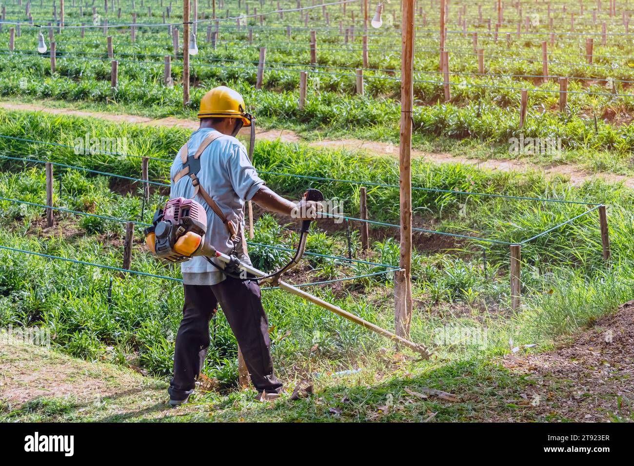 Worker man mows the lawn grass with lawn mower in flower garden ...