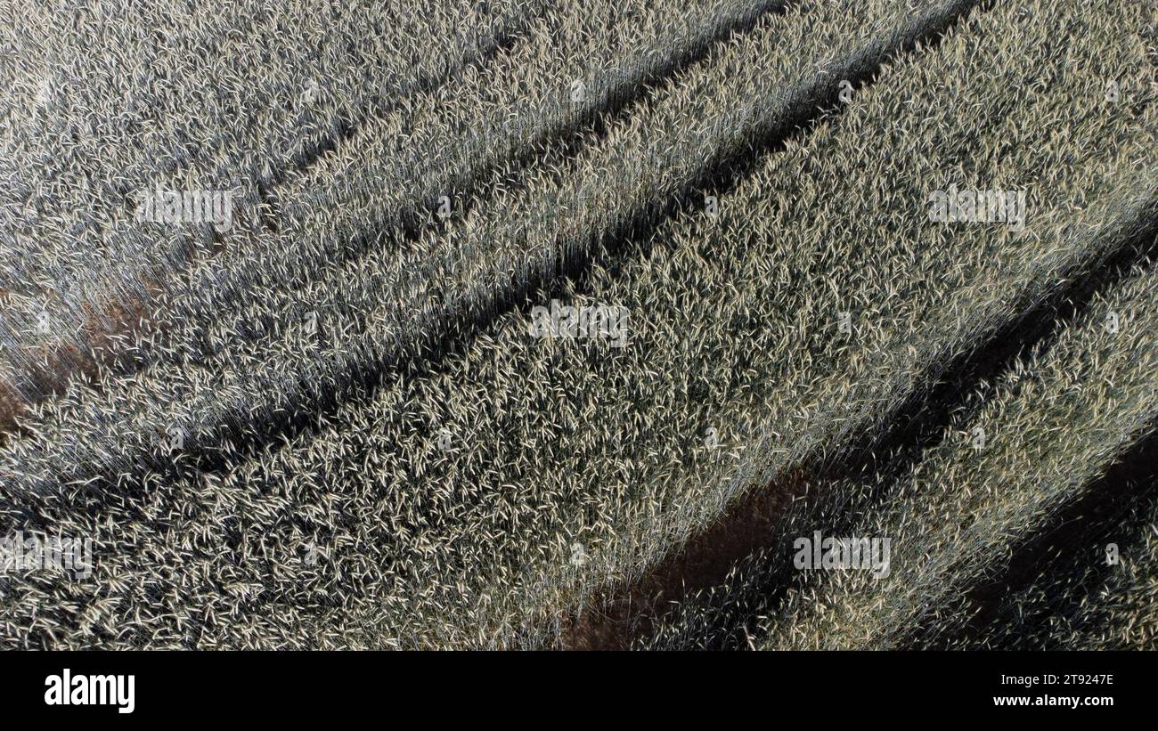 France, Brittany, Dinan, on 2022-06-11. Aerial view of Breton landscape ...