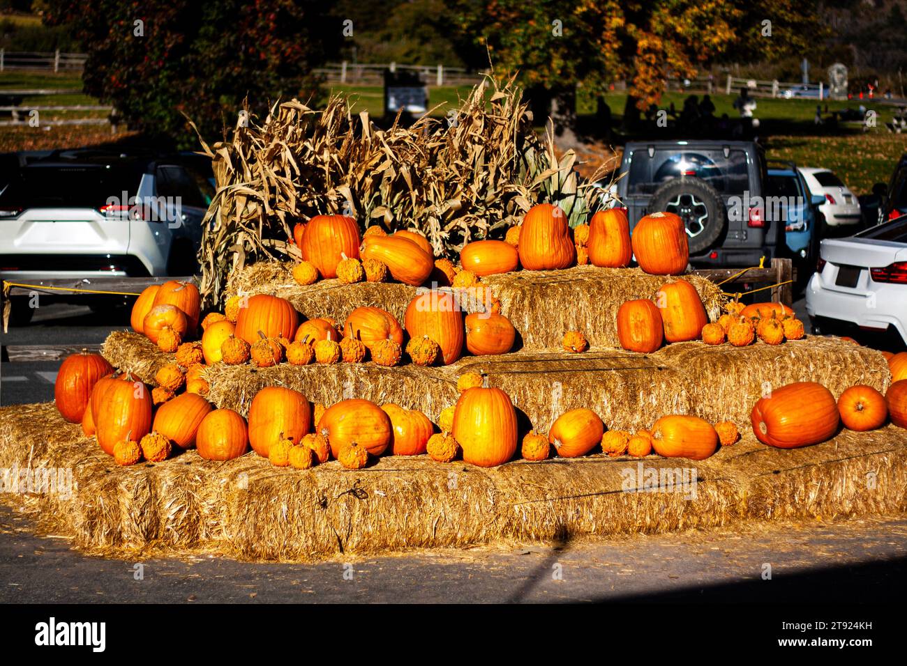 Pumpkins displayed on hay bales at a pumpkin patch on a rural farm ...