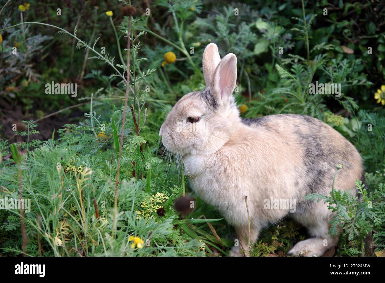 Rabbit (Cuniculus), Flower bed, Garden, Easter, A single rabbit sits ...