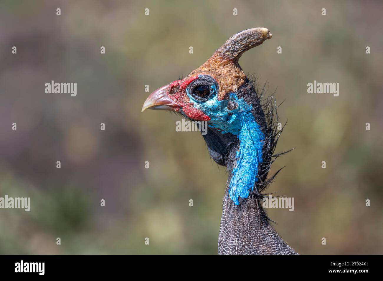 Helmeted guineafowls (Numididae), animal portrait, guinea fowl ...