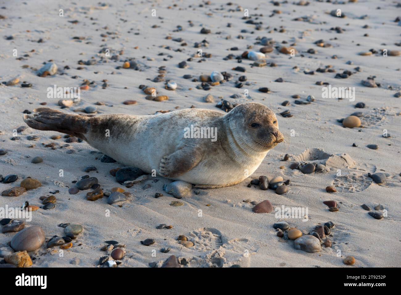 Seal on the beach, North Sea, Midtjylland, Jutland, Denmark Stock Photo ...