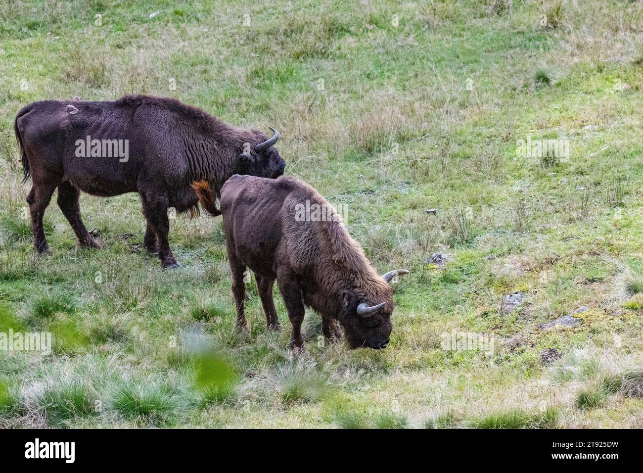 European bison (Bison bonasus) Germany (c Stock Photo - Alamy