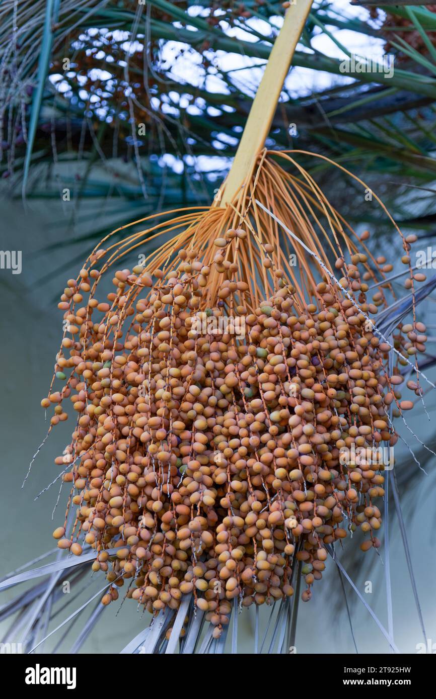 Bunch of fresh dates hanging from a date palm tree Stock Photo - Alamy
